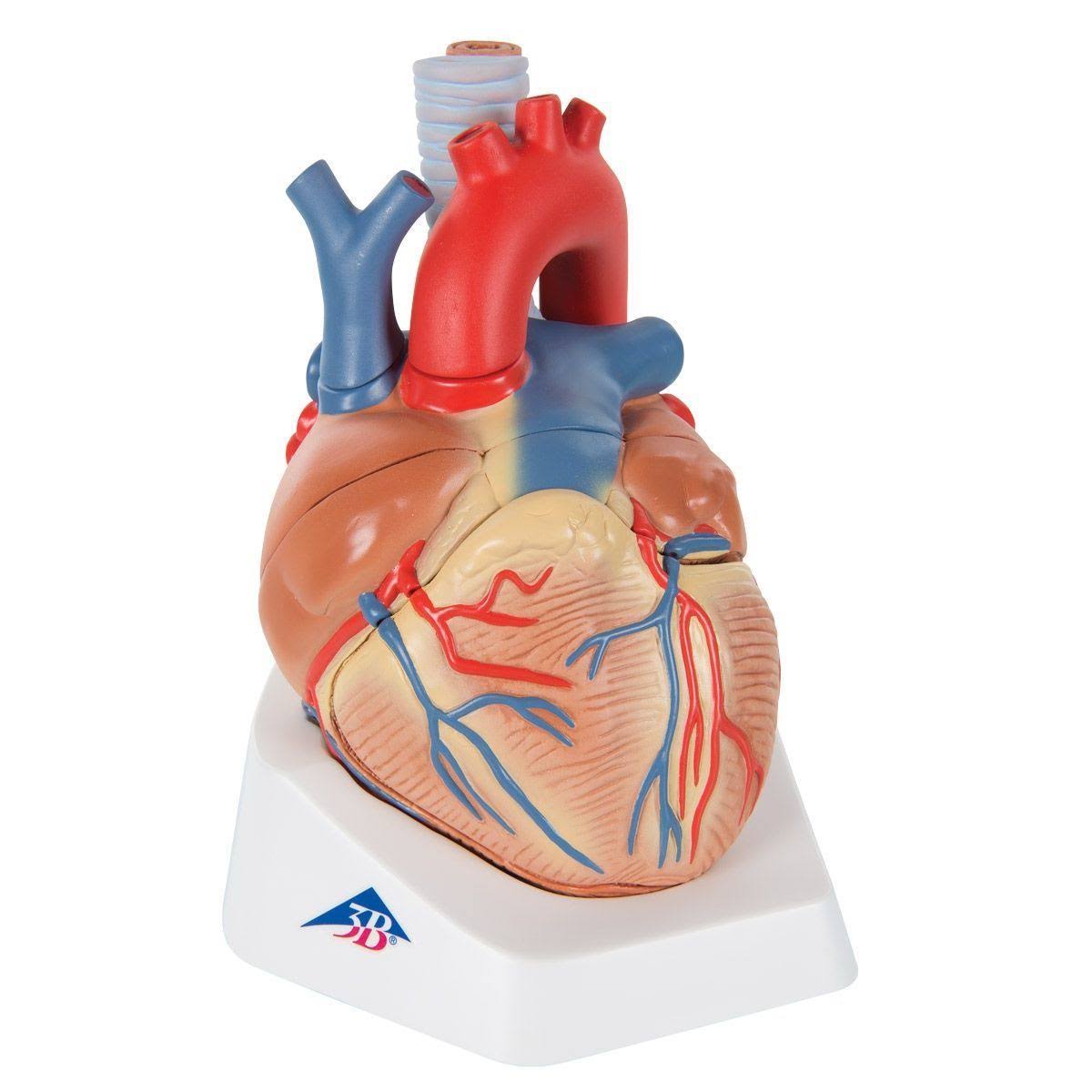3B Scientific Human Anatomy - Heart Model, 7 Part - WXF-02