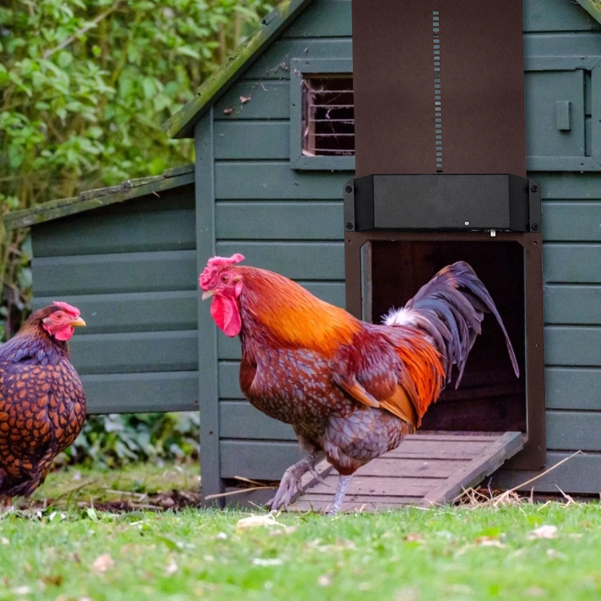 Automatic Chicken Coop Door
